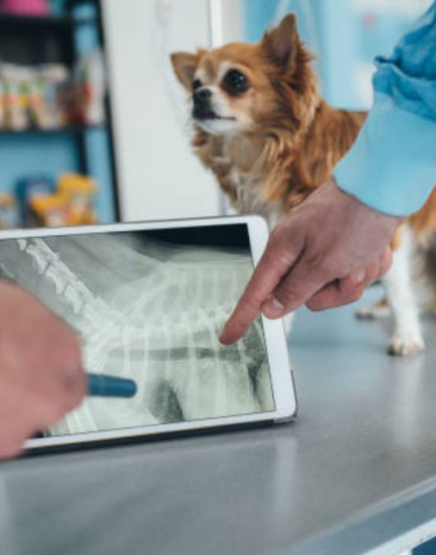 Pet X-Rays & Ultrasounds In Calgary, AB | Calgary Family Vet